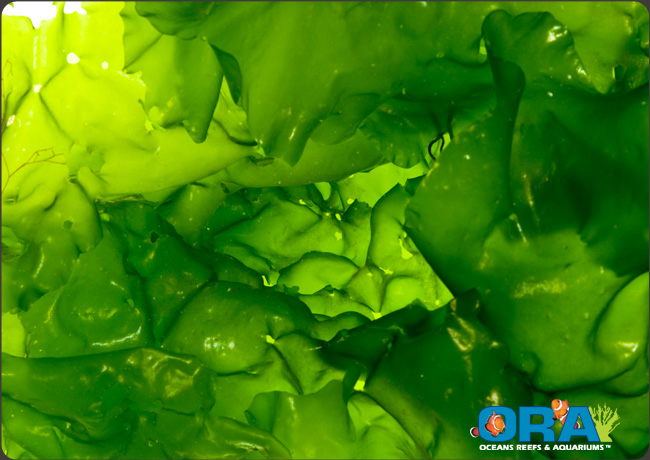 Sea Lettuce Algae | Ulva | ORA | Oceans, Reefs & Aquariums