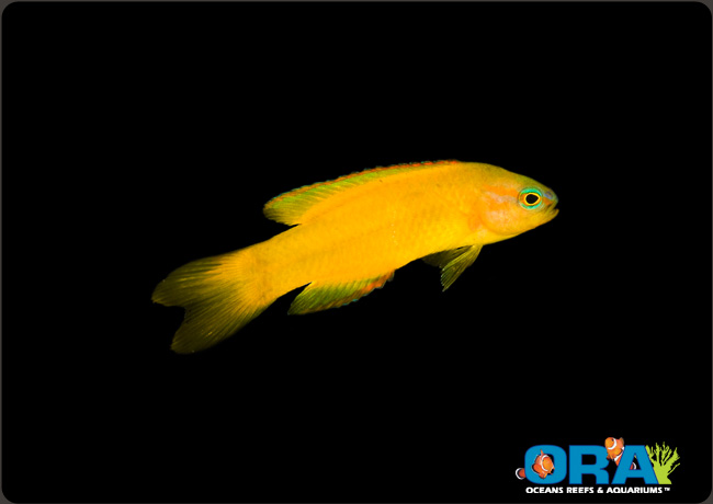 Assessor flavissimus - Yellow Assessor : 네이버 블로그