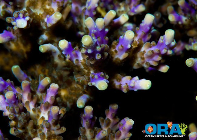 Favorite ORA Coral | The Reef Tank