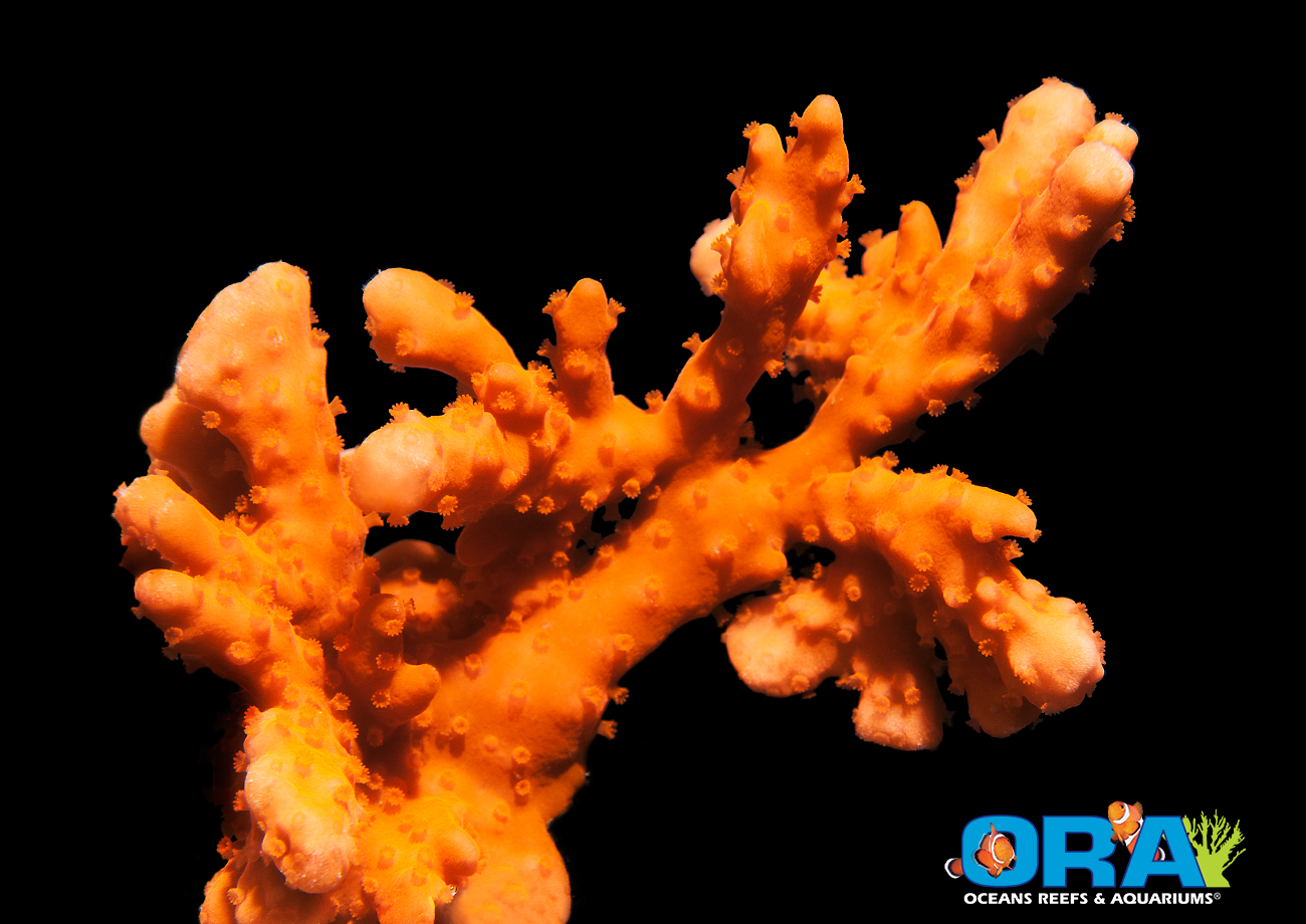 ORAnge Setosa | Montipora setosa. | Oceans, Reefs & Aquariums