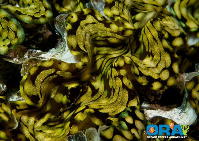 Squamosa Clam | Tridacna squamosa | ORA | Oceans, Reefs & Aquariums