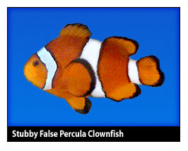 Dwarf Clown Fish