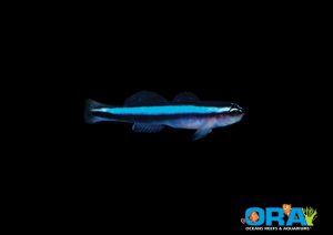 Hybrid Cleaner Gobies are available again from ORA