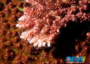 ORA Red Planet Growth Sequence Shots