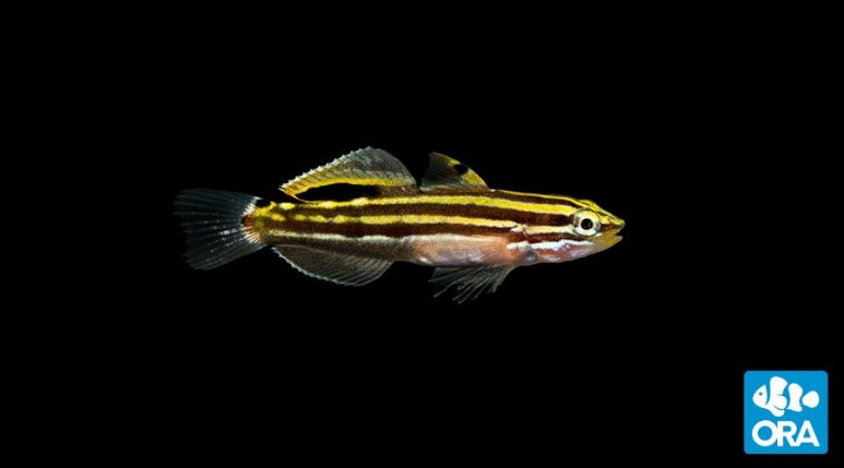 Hector's Goby | Koumansetta hectori | ORA | Oceans, Reefs & Aquariums