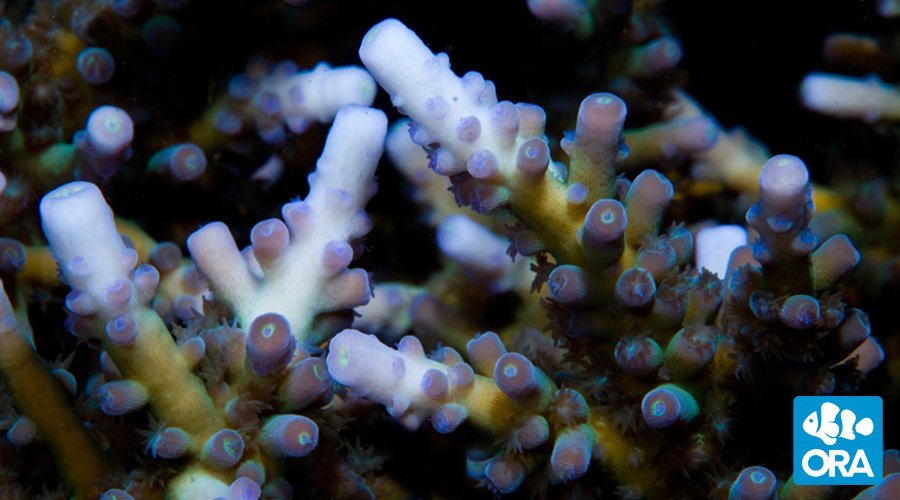 ORA Acropora | ORA | Oceans, Reefs & Aquariums
