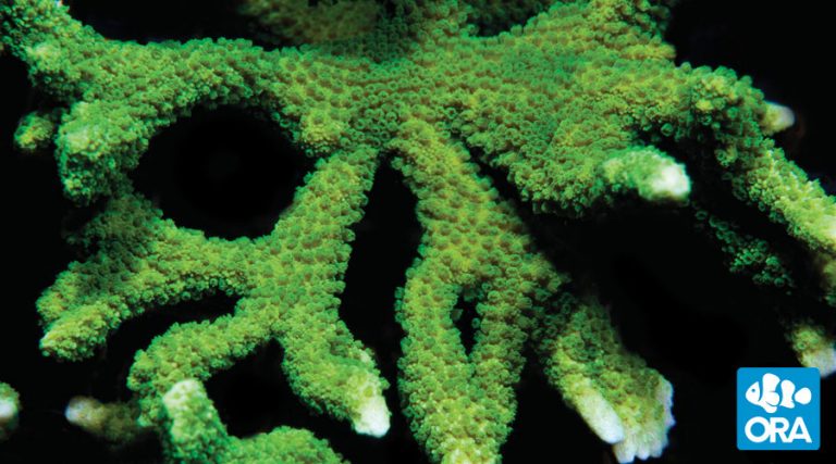 ORAnge Setosa | Montipora setosa | ORA | Oceans, Reefs & Aquariums