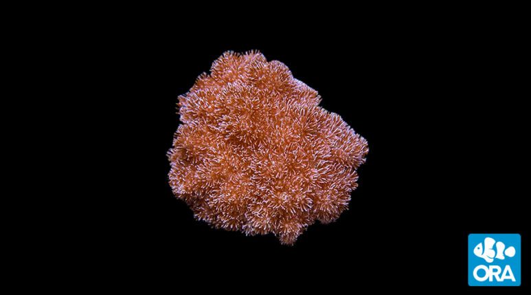 Pumping Xenia | Xenia sp. | ORA | Oceans, Reefs & Aquariums