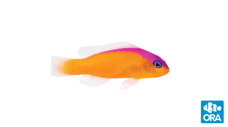 Splendid Dottyback | Manonichthys splendens | ORA | Oceans, Reefs ...