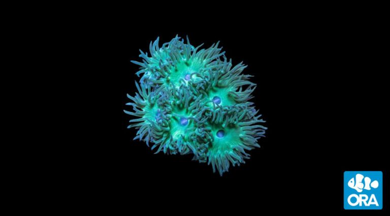 ORA Duncan | Duncanopsammia axifuga | ORA | Oceans, Reefs and Aquariums