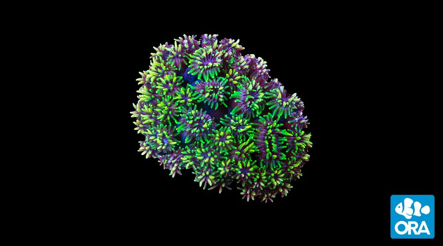 ORA Metallic Green Galaxea | Galaxea sp. | ORA | Oceans, Reefs & Aquariums