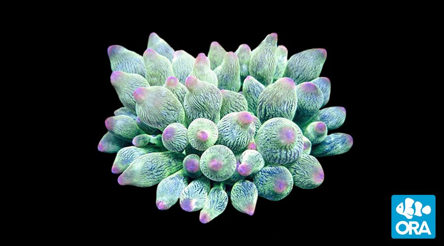 ORA Anemones | ORA