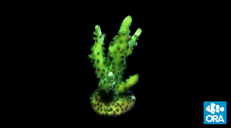 ORA Acropora | ORA | Oceans, Reefs & Aquariums