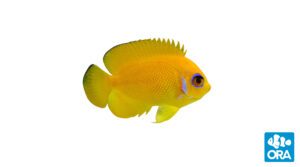 ORA Fish | ORA | Oceans, Reefs & Aquariums