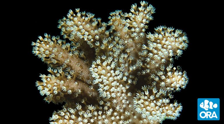 Blue Cespitularia | Cespitularia sp. | ORA | Oceans, Reefs & Aquariums