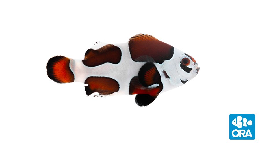 Mocha Clownfish