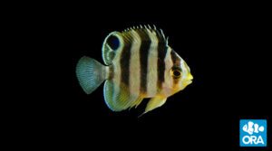 Multibar Angelfish | Paracentropyge multifasciata | ORA | Oceans, Reefs ...