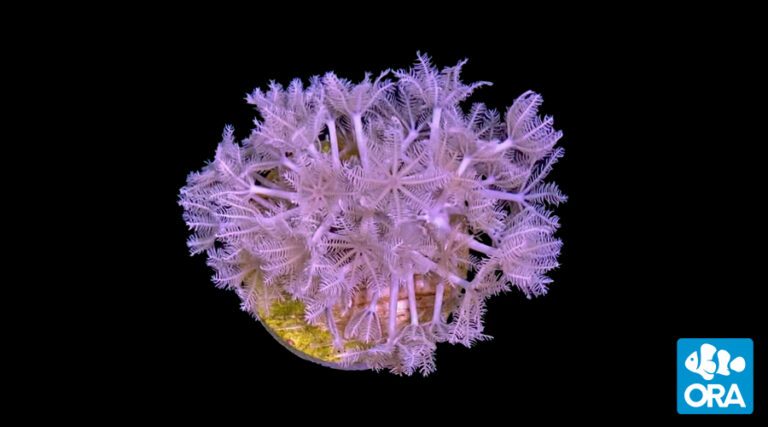 Blue Cespitularia | Cespitularia sp. | ORA | Oceans, Reefs & Aquariums