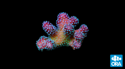 ORA Stylophora | ORA | Oceans, Reefs & Aquariums