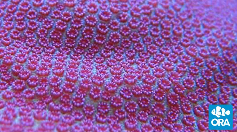 ORA Mint Pavona | Pavona frondifera | ORA | Oceans, Reefs & Aquariums