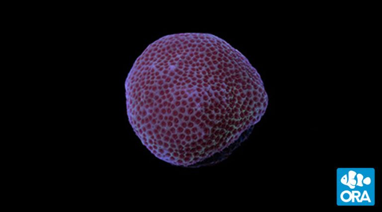 ORA Mint Pavona | Pavona frondifera | ORA | Oceans, Reefs & Aquariums