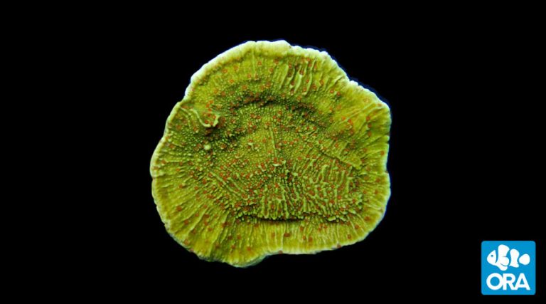 ORAnge Setosa | Montipora setosa | ORA | Oceans, Reefs & Aquariums