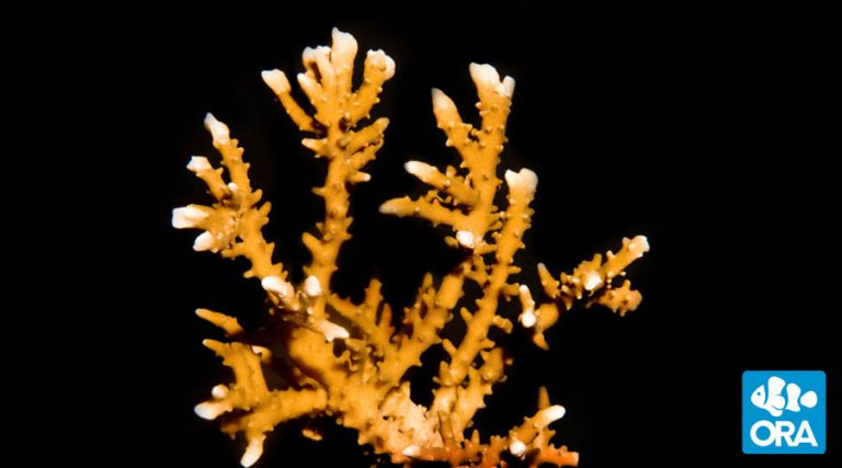 ORA Mint Pavona | Pavona frondifera | ORA | Oceans, Reefs & Aquariums