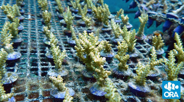 MIMF Yellow Porites | Porites sp.| ORA | Oceans, Reefs & Aquariums