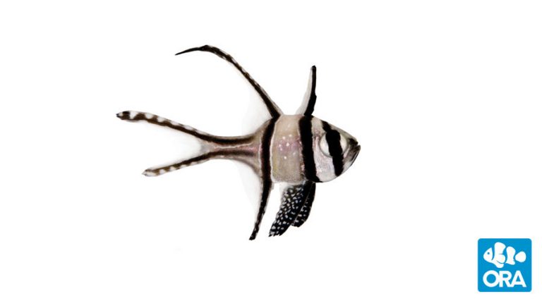 ORA Fish | ORA | Oceans, Reefs & Aquariums