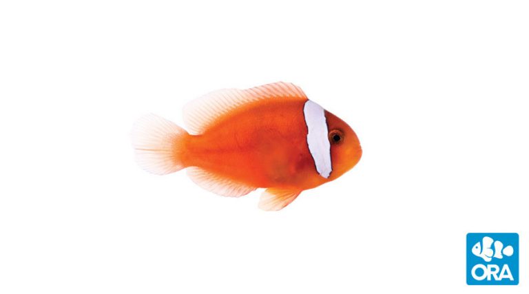 Black Ice Snowflake Clownfish | Amphiprion ocellaris | ORA | Oceans ...