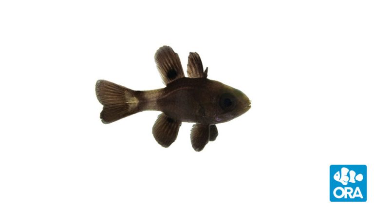 Blue Streak Cardinal | Zoramia leptacantha | ORA | Oceans, Reefs ...