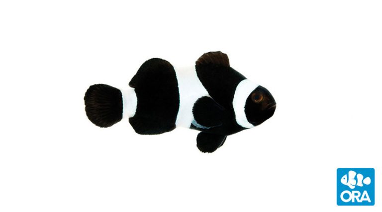 Black Frostbite Clownfish | Amphiprion ocellaris | ORA | Oceans, Reefs ...