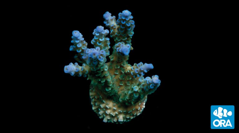 ORA Blue Voodoo | Acropora sp. | ORA | Oceans, Reefs & Aquariums