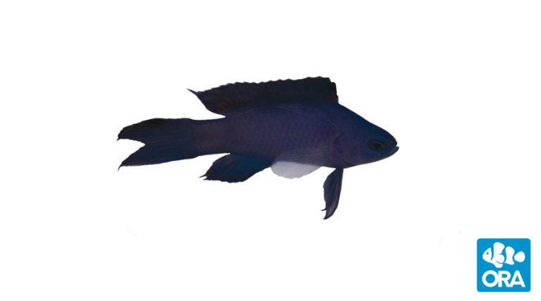 Randall's Assessor | Assessor randalli | ORA | Oceans, Reefs & Aquariums