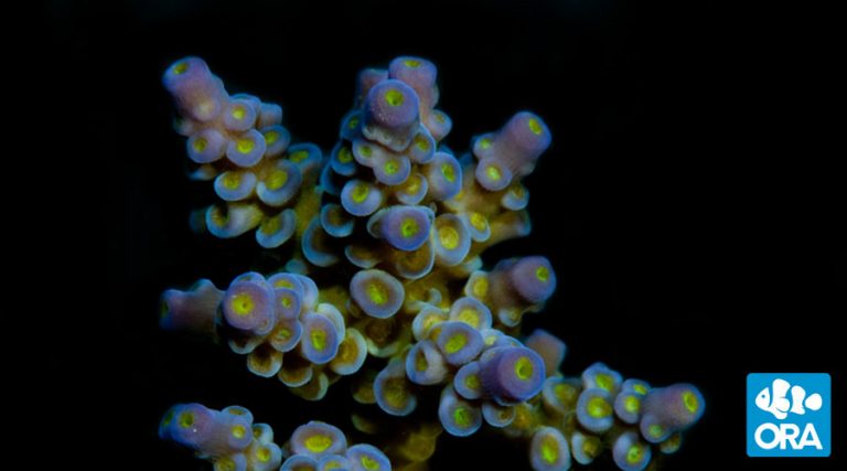 MIMF Yellow Porites | Porites sp.| ORA | Oceans, Reefs & Aquariums