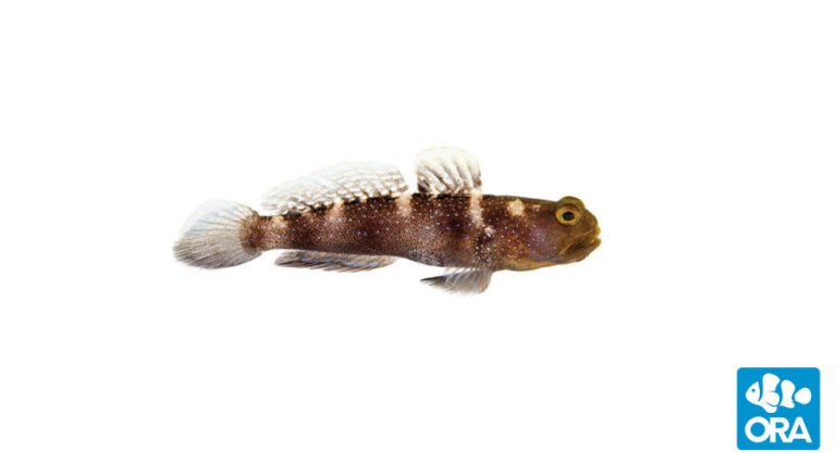 Pink Spotted Watchman Goby | Cryptocentrus leptocephalus | ORA | Oceans ...