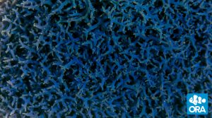 Blue Hypnea | Hypnea pannosa | ORA | Oceans, Reefs & Aquariums