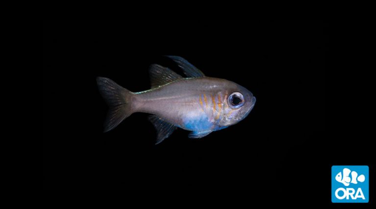 Blue Streak Cardinal | Zoramia leptacantha | ORA | Oceans, Reefs ...
