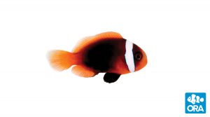 Cinnamon Clownfish | Amphiprion melanopus | ORA | Oceans, Reefs & Aquariums