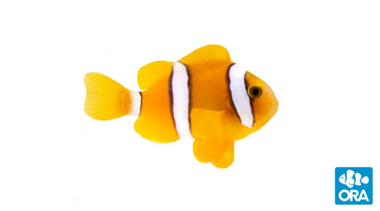 Longfin Ocellaris | Amphiprion ocellaris | ORA | Oceans, Reefs & Aquariums