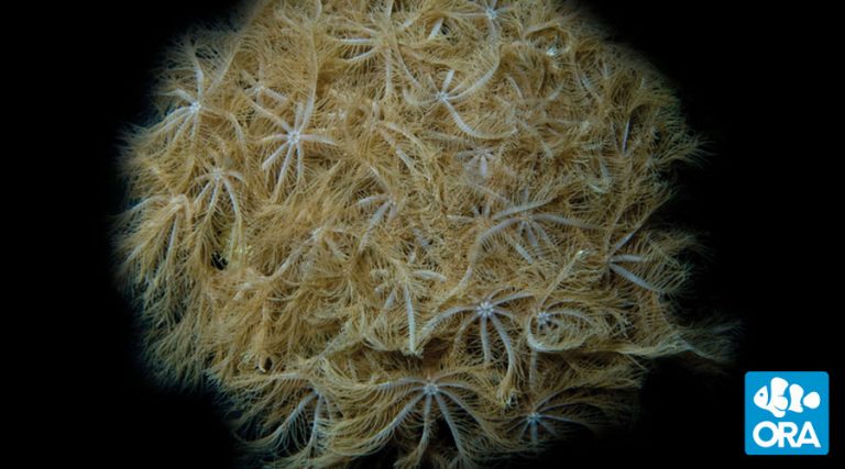 Vargas Cespitularia | Cespitularia sp. | ORA | Oceans, Reefs & Aquariums