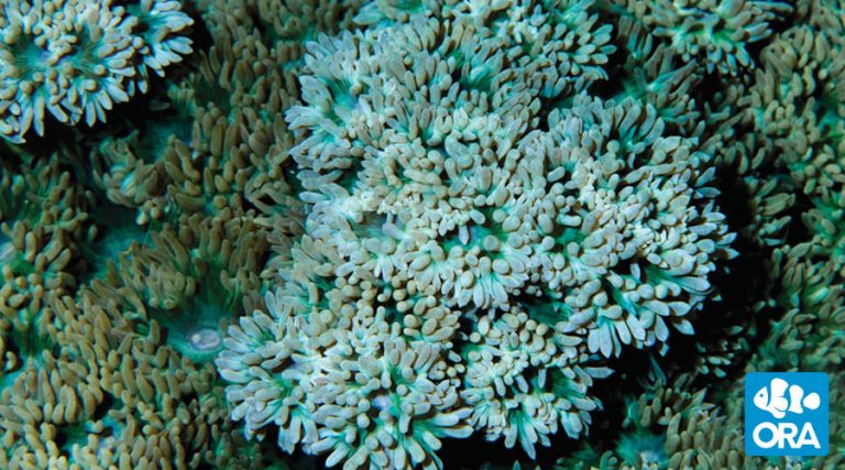 ORA Mint Pavona | Pavona frondifera | ORA | Oceans, Reefs & Aquariums