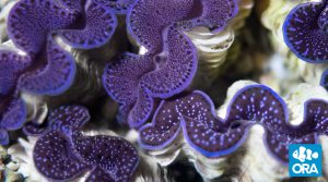 Maxima Clam | Tridacna maxima | ORA | Oceans, Reefs & Aquariums
