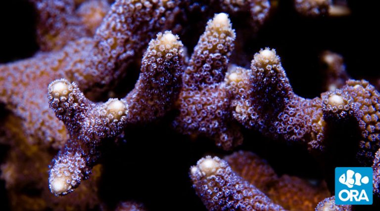 ORAnge Setosa | Montipora setosa | ORA | Oceans, Reefs & Aquariums