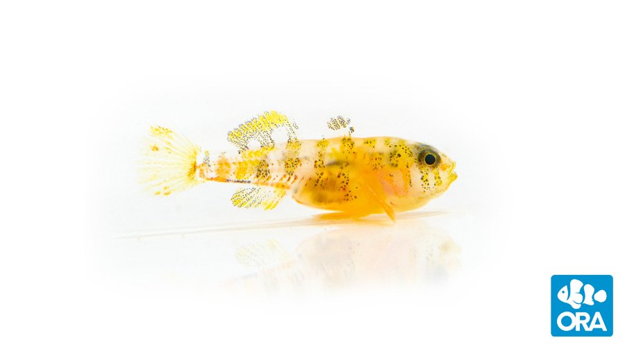 Girdled Goby | Priolepis cincta | ORA | Oceans, Reefs & Aquariums