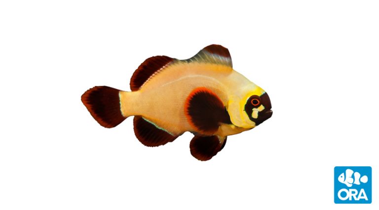 Platinum Clownfish | Amphiprion percula | ORA | Oceans, Reefs & Aquariums