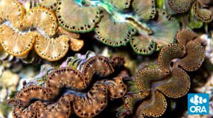 Maxima Clam | Tridacna maxima | ORA | Oceans, Reefs & Aquariums