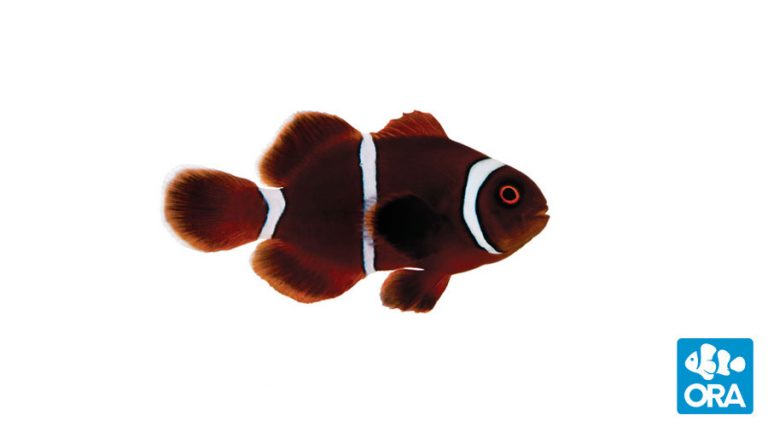ORA Frostbite | Amphiprion ocellaris | ORA | Oceans, Reefs & Aquariums