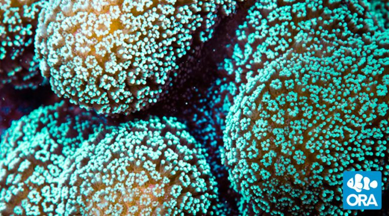 ORA Stellar Stylo | Stylophora sp. | ORA | Oceans, Reefs & Aquariums