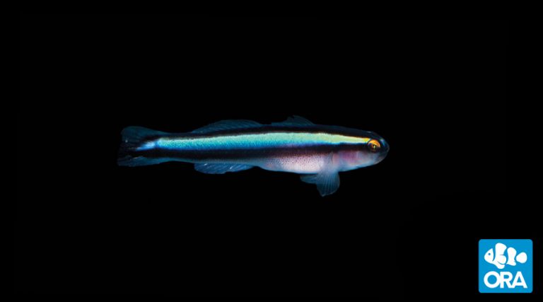 Hybrid Cleaner Goby | Elacatinus oceanops x E. figaro | ORA | Oceans ...